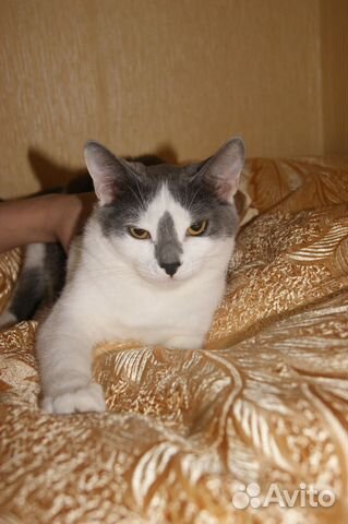 Котик в добрые руки