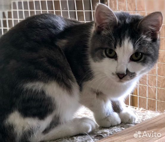 Котик в добрые руки