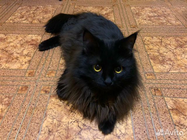 Отдам норвежского лесного кота