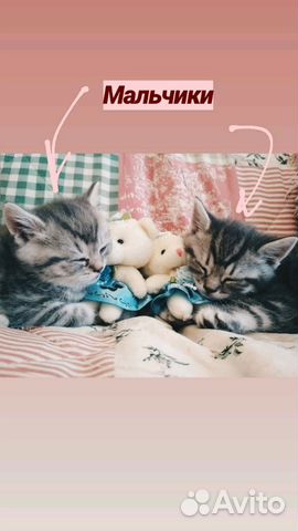 Котята шотландские скоттиш-фолд и скоттиш-страйт