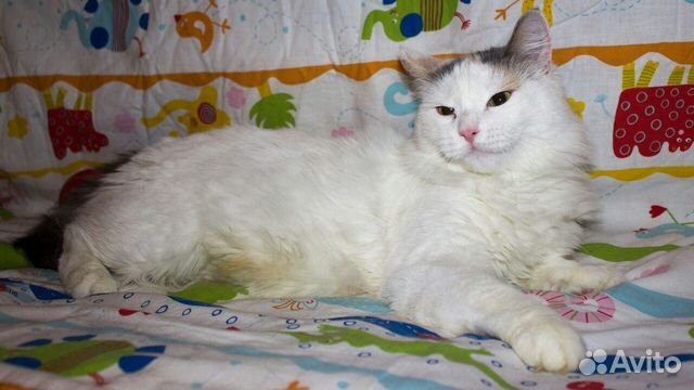 Кошечка Мася ищет дом