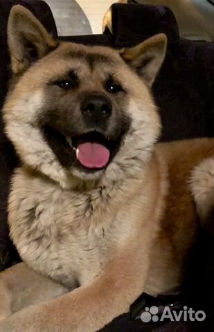 Американская акита Буба ищет дом