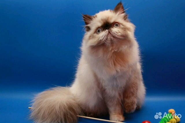 Персидская кошечка (гималайская голубоглазая девоч