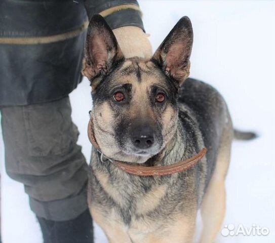 Мудрая добрая собака в дар