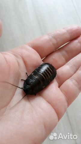 Мадагаскарские шипящие тараканы