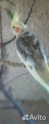 Корелла самец