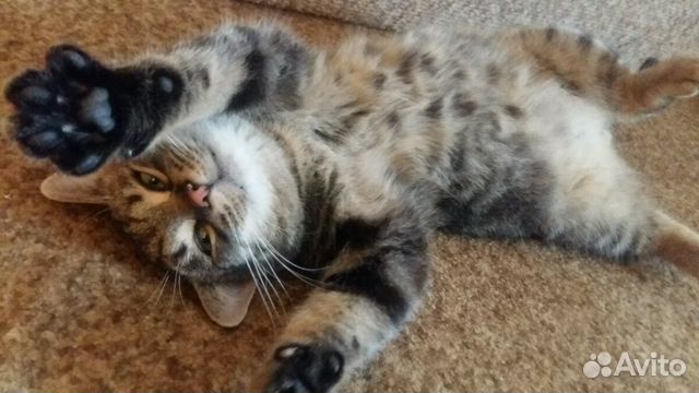 Молодой котик Кеша ищет дом