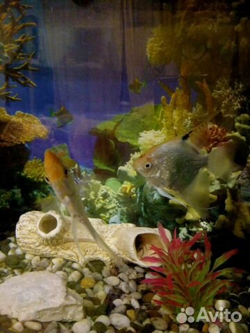 Аквариумный комплекс jebo R 352