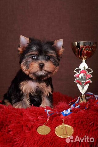 Чудесный мальчик йорк