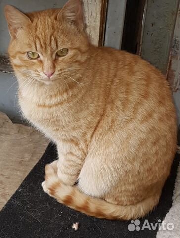 Брошенный котенок