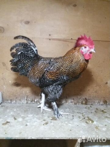 Петух 5 месяцев