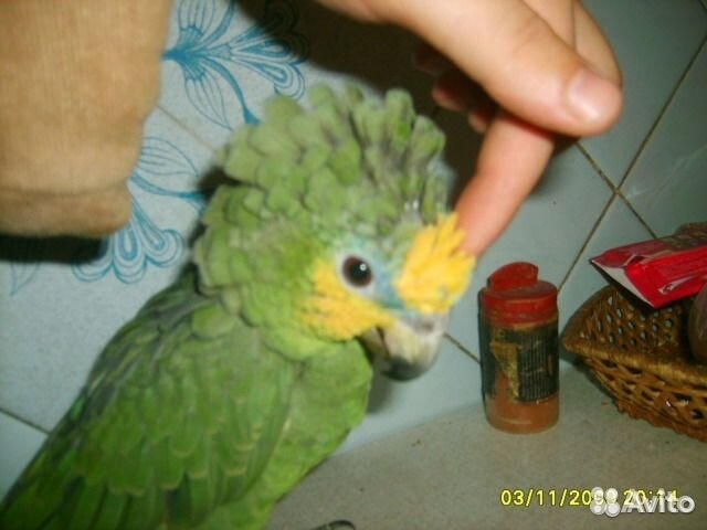 Крупные попугаи