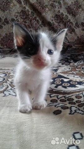 Котята мейн кун