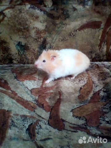 Продаю хомяка