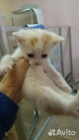 Бронируется светло рыжая девочка котёнок