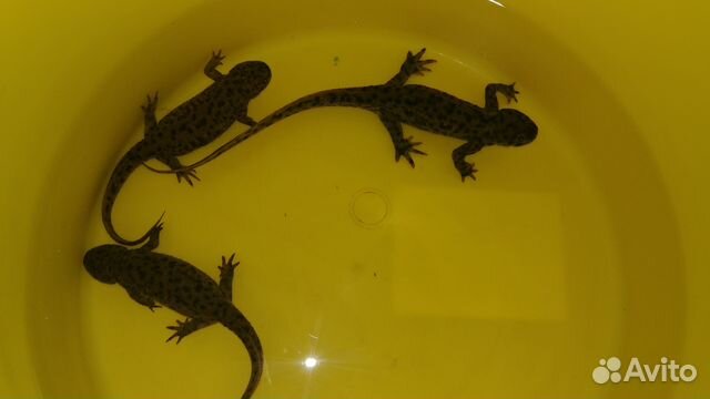 Иглистый тритон