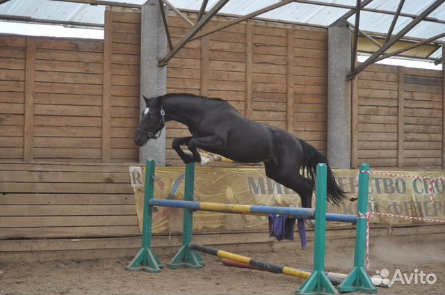 К продаже предлагаться шикарный жеребец