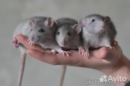 Отдам в добрые руки крысыт