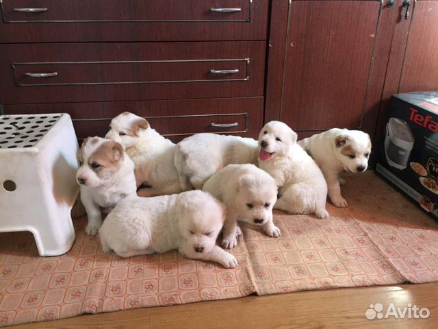 Среднеазиатская овчарка