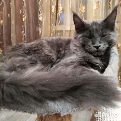 Котята Мейн-кун