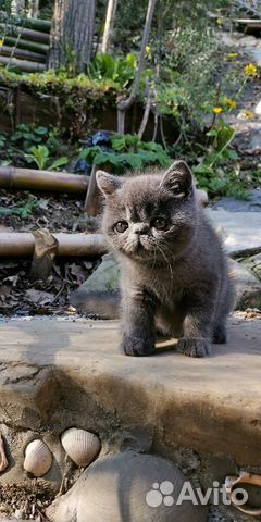 Котенок породы Экзот