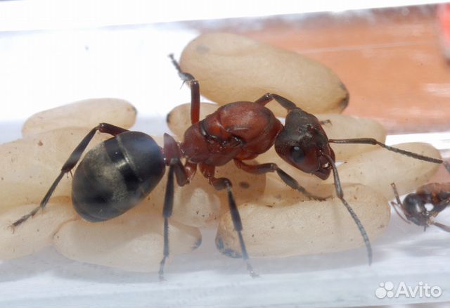 Муравьи Formica sanguinea стартовая колония