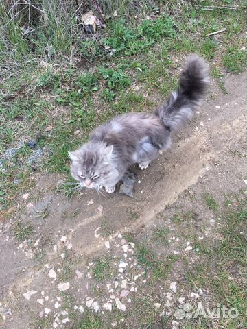 В хорошие руки шикарный кот
