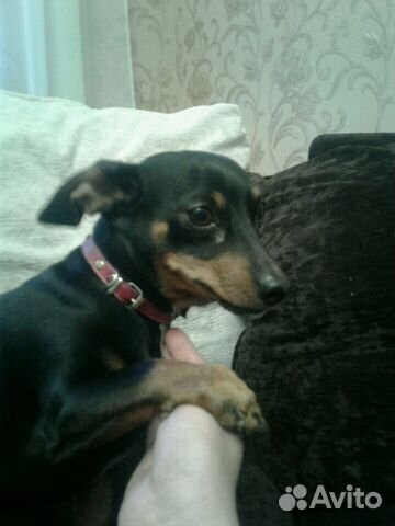 Цвергпинчер/ такса найден