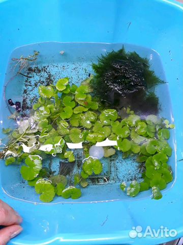 Мох треугольный, щитолистник