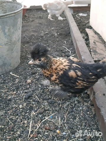 Цыплята, яйцо