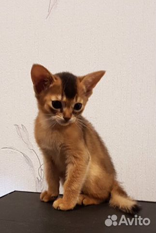 Абиссинская