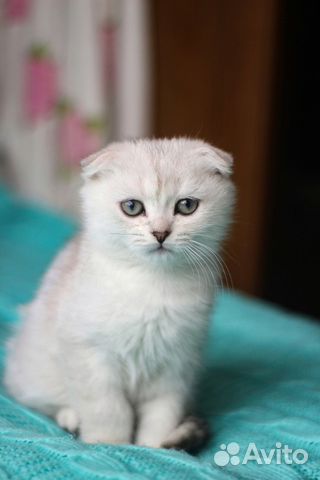 Очаровательные шотландские котята