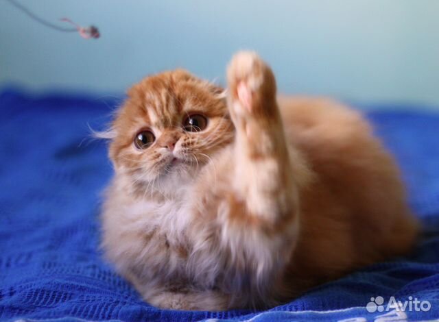 Питомник предлагает шикарных котят