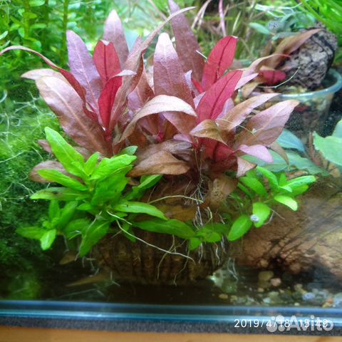 Альтернантера Рейнеки Мини вабикуса