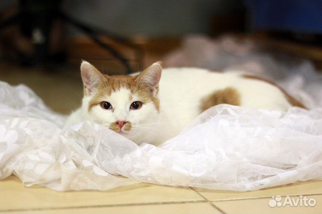 Кот Мандарин ищет семью