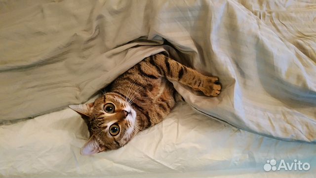 Отдам кота-сатану