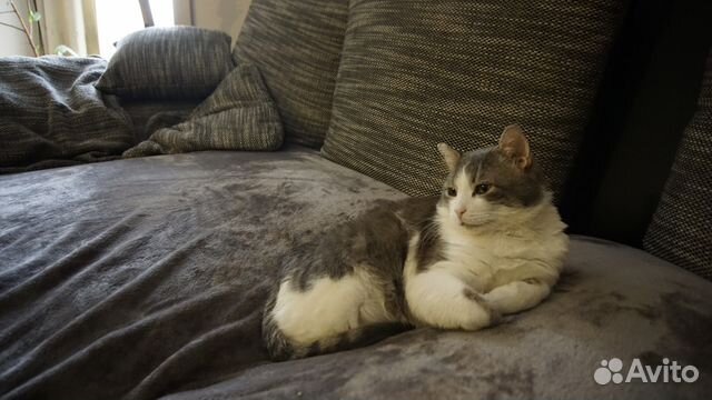 Котик в активном поиске