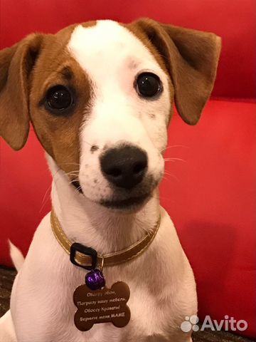 Девочка для вязки Джек Рассел терьер 1 год и 7 мес