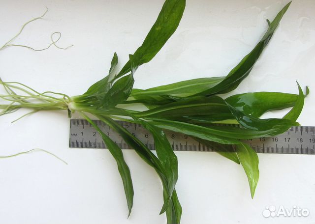 Эхинодорус амазонский (амазонка)