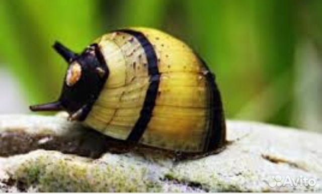 Улитка неретина