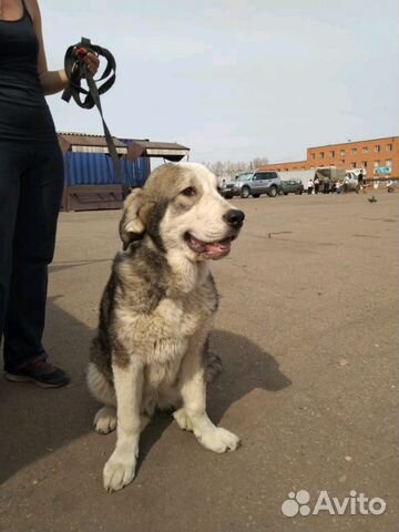 Испанский мастиф