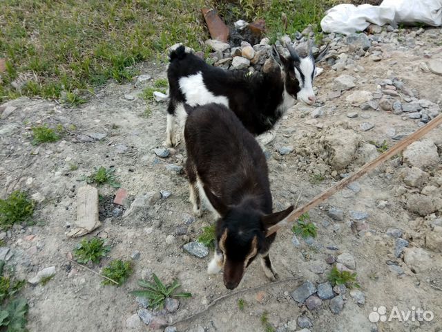 Козлята и Козел