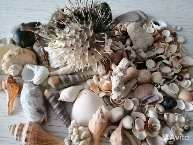 Ракушки морские