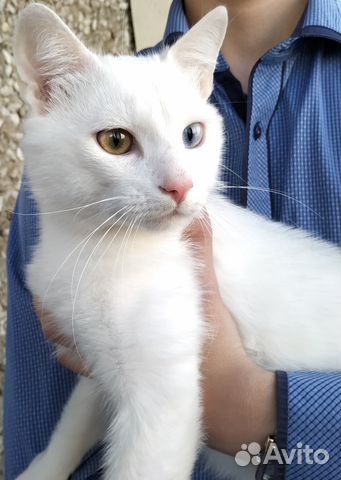 Котенок Барли