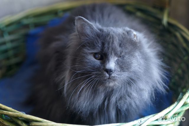 Кошечка-инвалид ищет дом