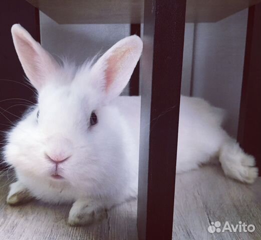 Кролик с клеткой,переноской,едой и аксессуарами