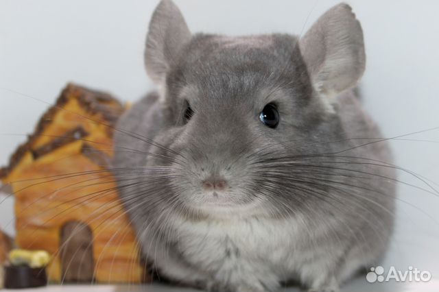 Шиншилла Эбони Фиолет мальчик