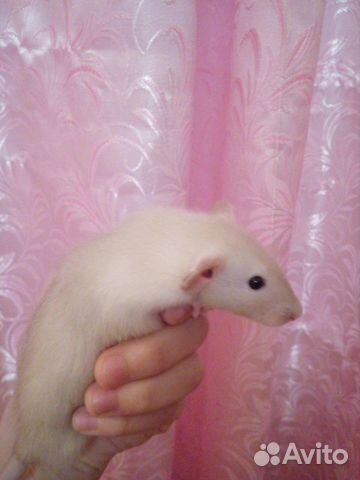 Отдам даром две крысы