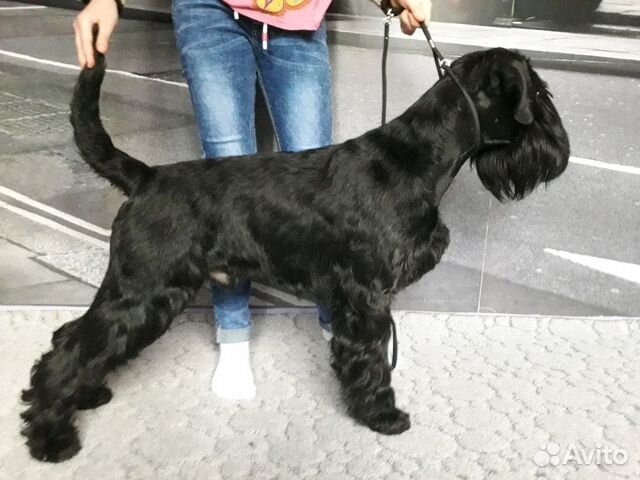 Миттельшнауцер