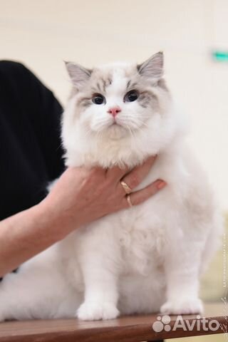 Рэгдолл мальчик, шоу/разведение, 8 месяцев